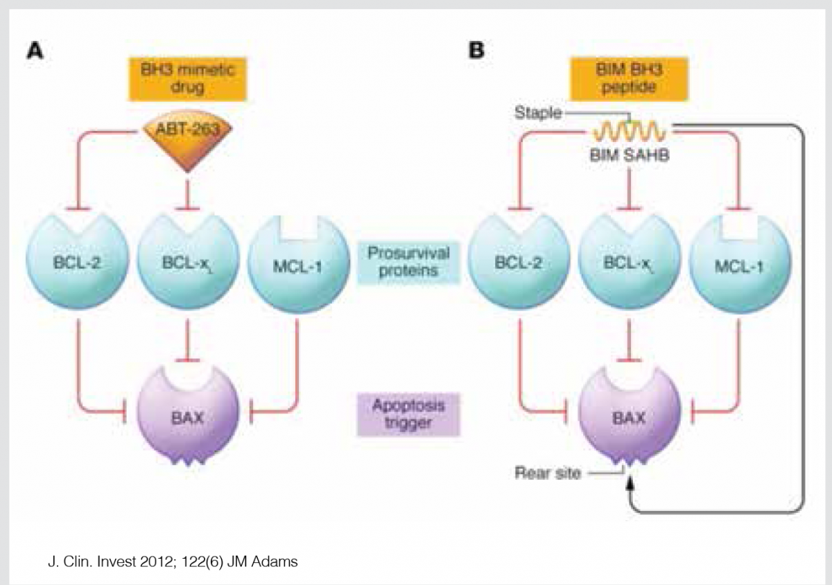 Venetoclax - תכשיר ביולוגי לטיפול בממאירויות המטולוגיות - Biological ...