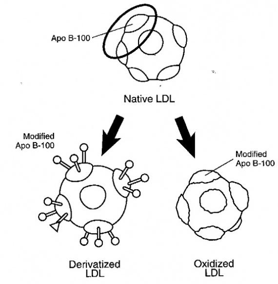 LDL כולסטרול - LDL cholesterol – ויקירפואה