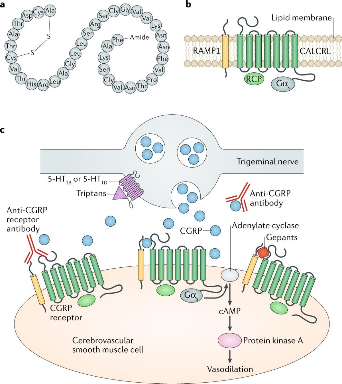 Calcitonin gene-related peptide – ויקירפואה