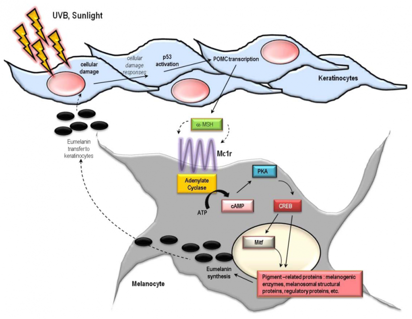 הורמון מגרה מלנוציט - Melanocyte stimulating hormone - medpage